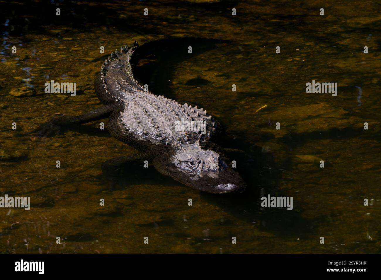 Everglades, United States. 01st Mar, 2025. American Alligator ...