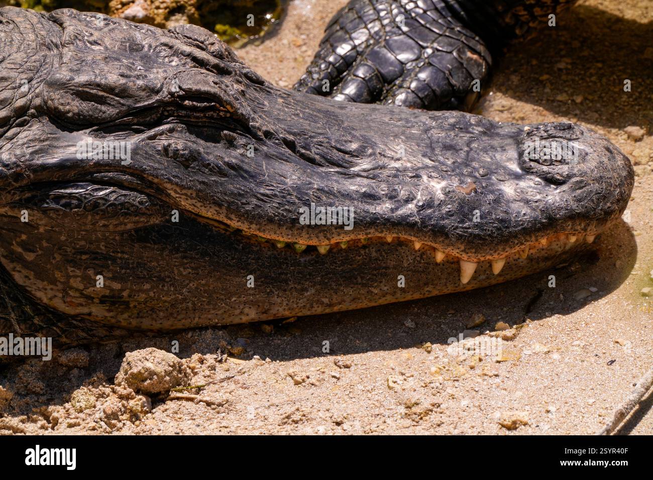 Everglades, United States. 01st Mar, 2025. American Alligator ...