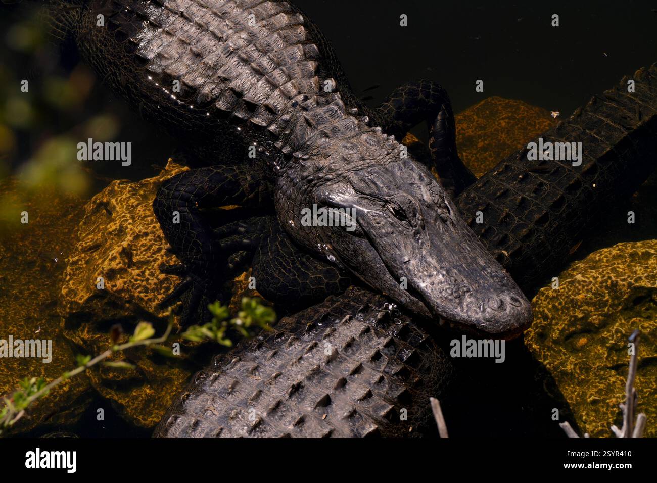 Everglades, United States. 01st Mar, 2025. American Alligator ...