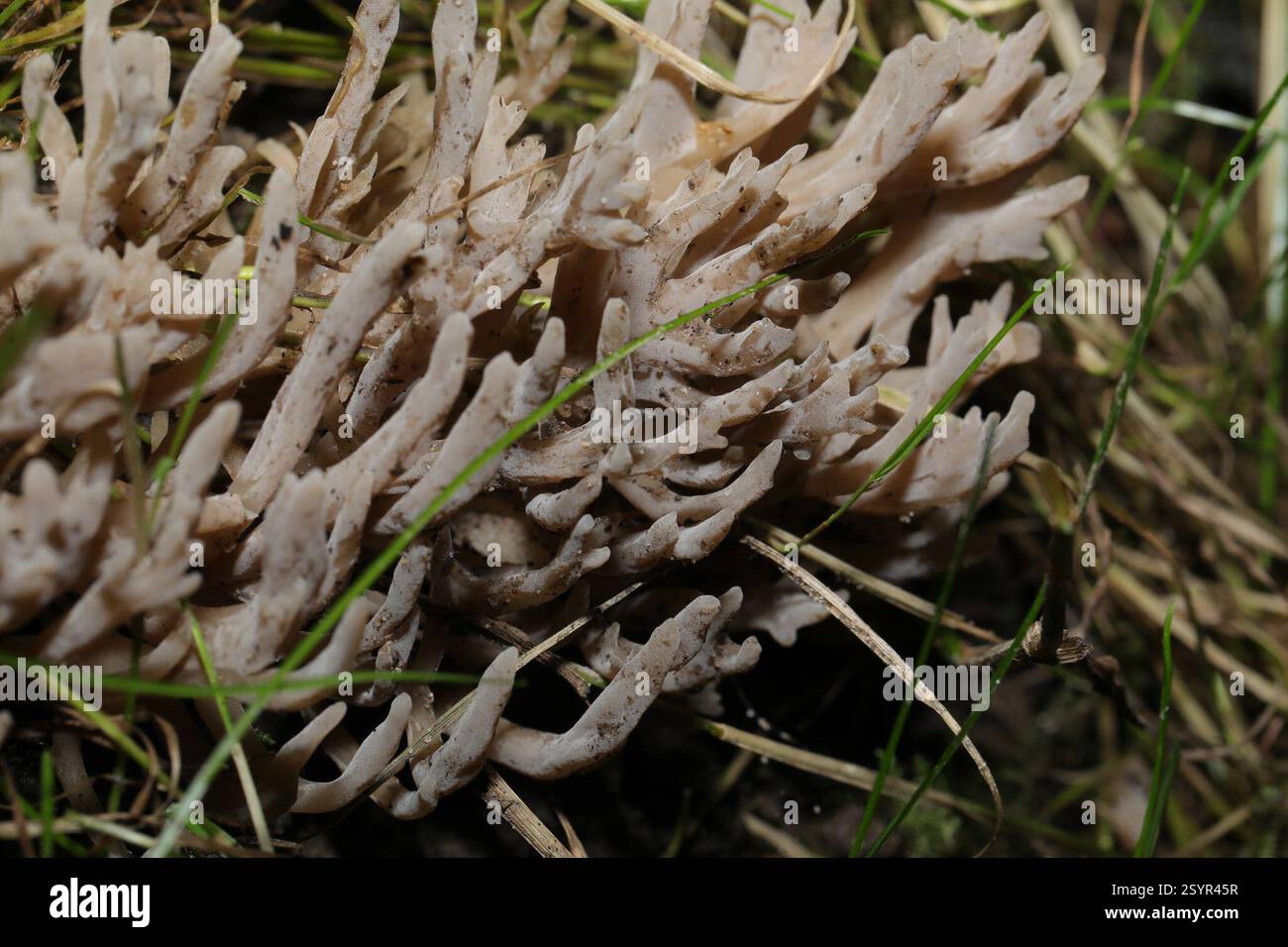 grey coral fungus (Clavulina cinerea), Fungi, Burtonwood Nature Park ...