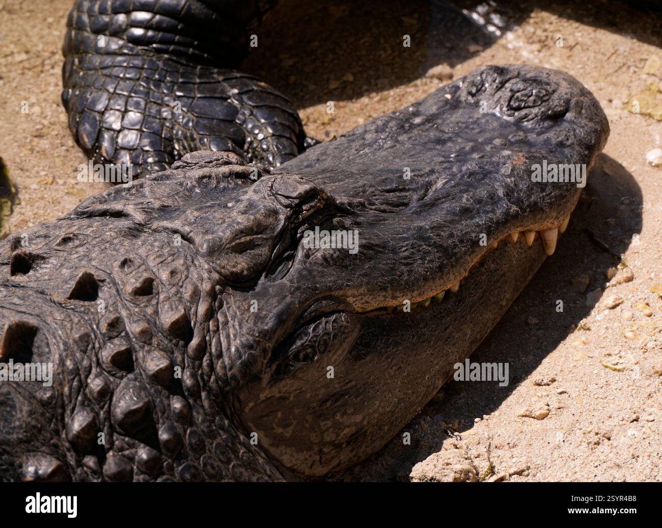 Everglades, United States. 01st Mar, 2025. American Alligator ...