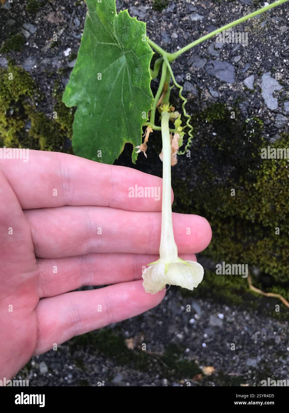 Japanese snake gourd (Trichosanthes cucumeroides), Plantae ...