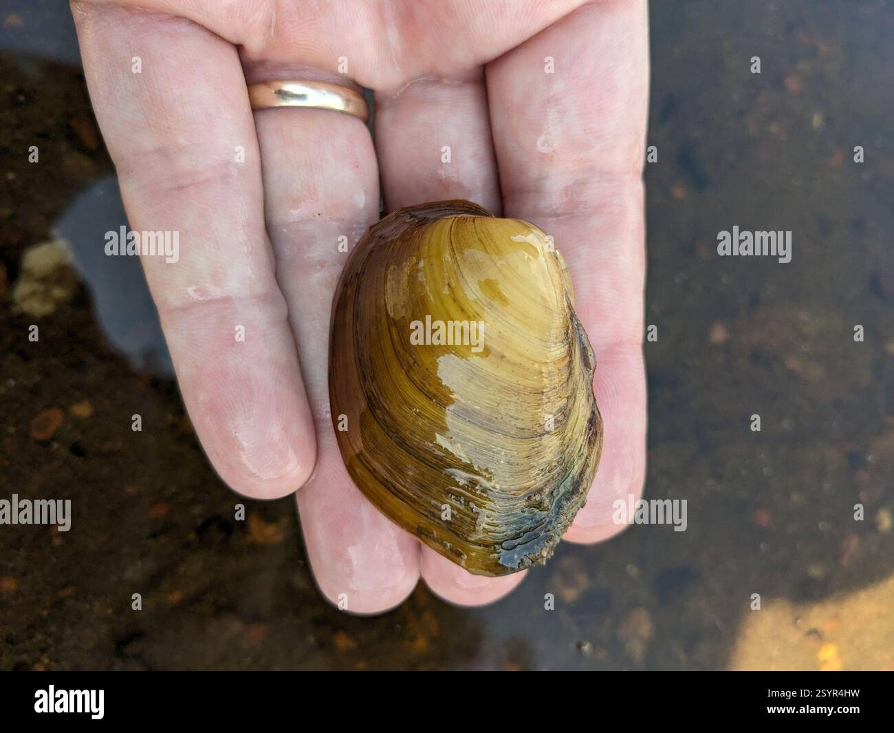 Sheepnose (Plethobasus cyphyus), Mollusca, Wisconsin, US Stock Photo ...