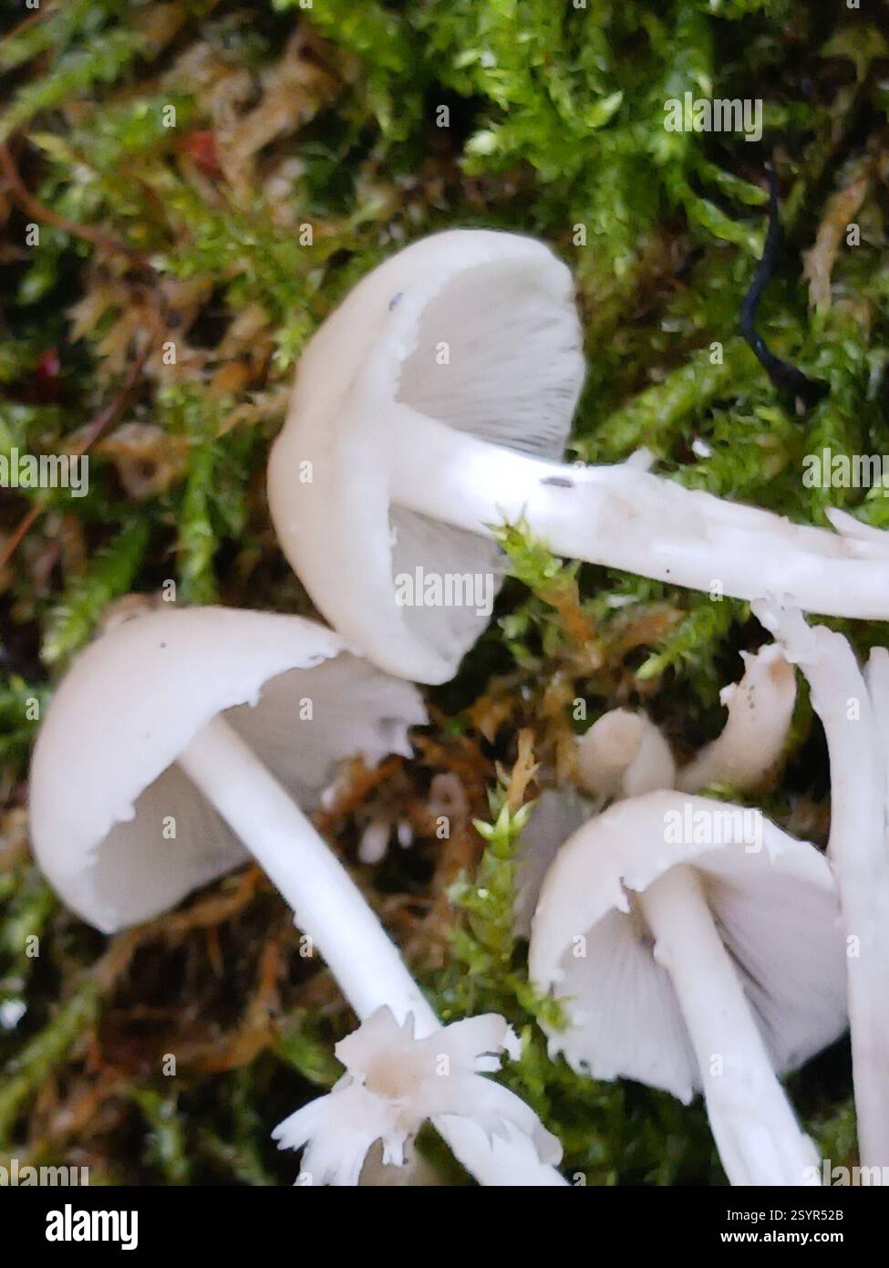 Pale Brittlestem (Candolleomyces candolleanus), Fungi, 35394 Gießen ...