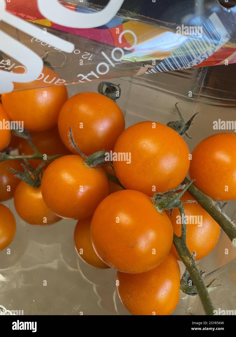 grey fruit mould (Botrytis cinerea), Fungi, Myrtle Dr, Sunnyvale, CA ...