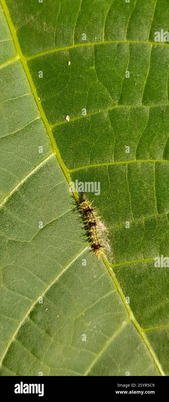 Common Castor Butterfly (Ariadne merione), Insecta, 848/6, Fort Kengeri ...