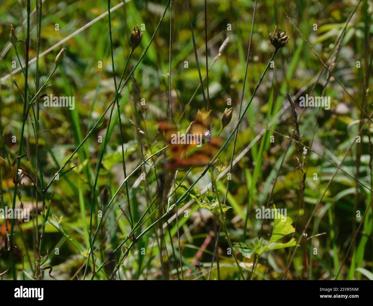 yellow-eyed grasses (Xyris), Plantae, Middle Township, NJ, USA, plant ...