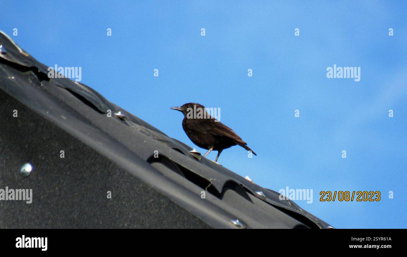 Myrmecocichla aethiops hi-res stock photography and images - Alamy