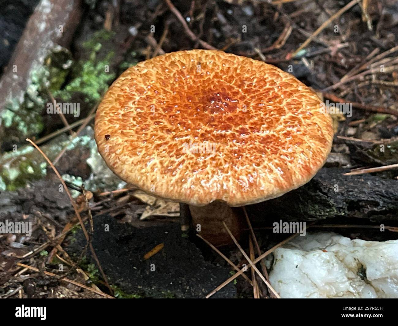 Painted Suillus (Suillus spraguei), Fungi, Bellows Falls, VT, US Stock ...