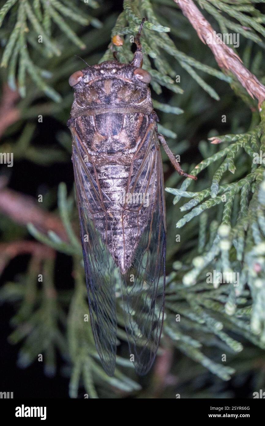 Typical Cicadas (Cicadidae), Insecta, Wisconsin, US, with 365 nm UV ...