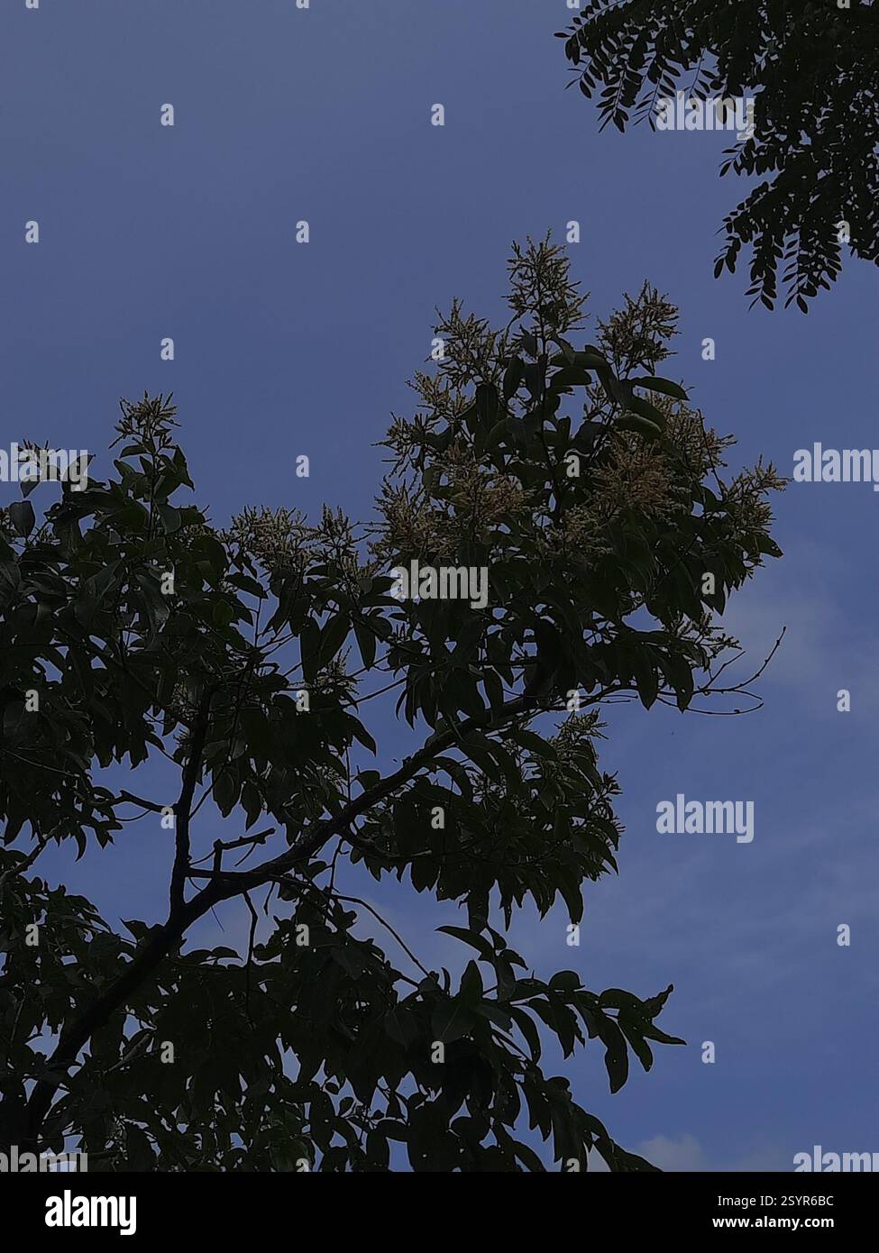 Kindal Tree (Terminalia paniculata), Plantae, Krishnagiri, IN-AP, IN ...