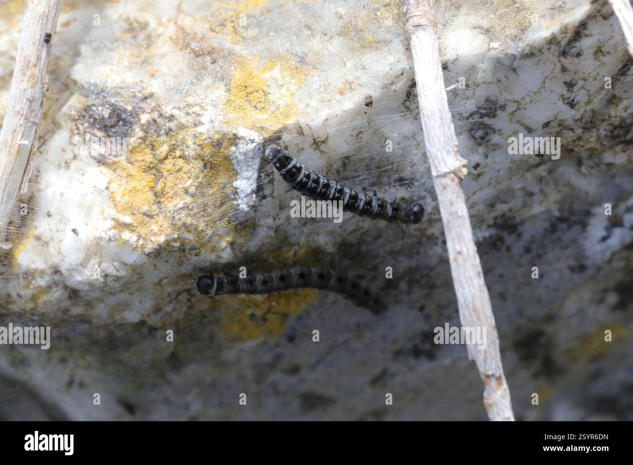 (Yponomeuta padella), Insecta, Porth Dafarch, Lon Isallt, Holy Island ...