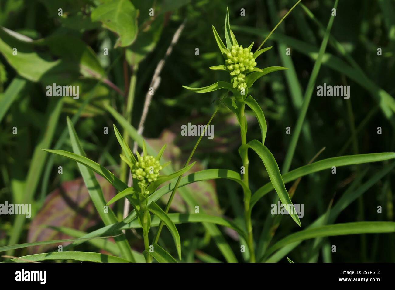 Riddell's goldenrod (Solidago riddellii), Plantae, Erie County, OH, USA ...