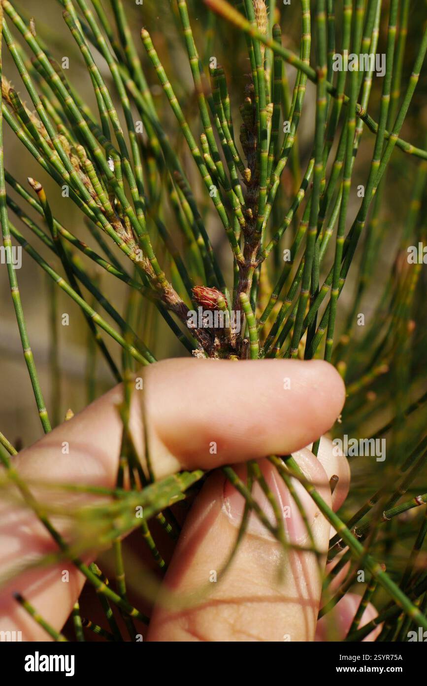 Swamp sheoak (Casuarina glauca), Plantae, Victoria Point, Queensland ...