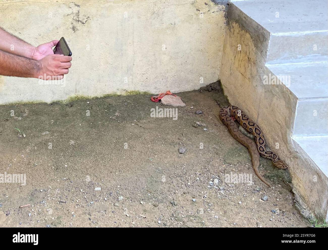 Russell's Viper (Daboia russelii), Reptilia, Porbandar, Porbandar, GJ ...