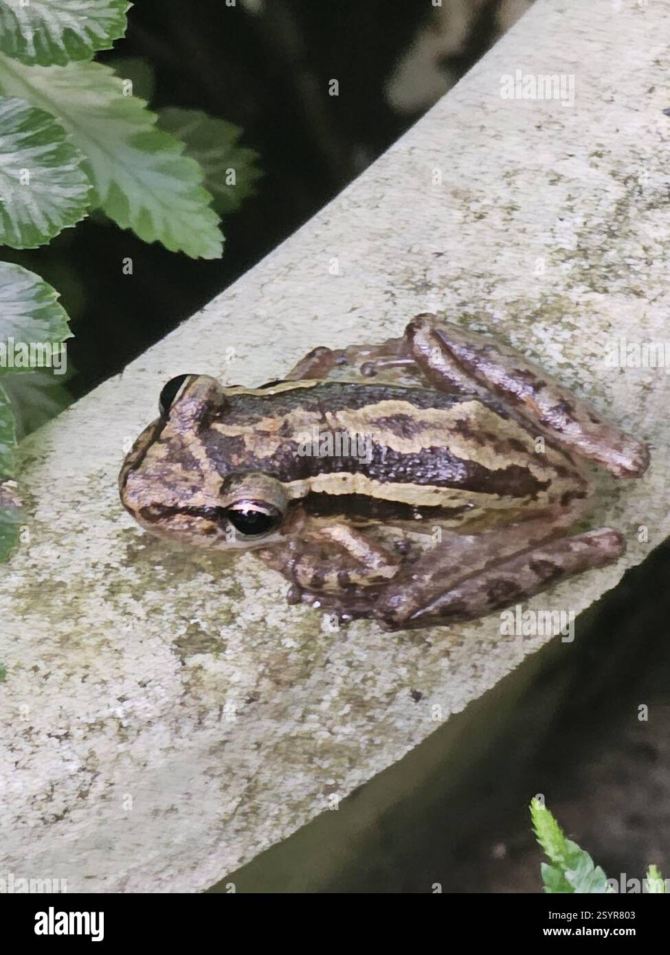 Red Snouted Tree Frog (Scinax ruber), Amphibia, Rainville, Paramaribo ...