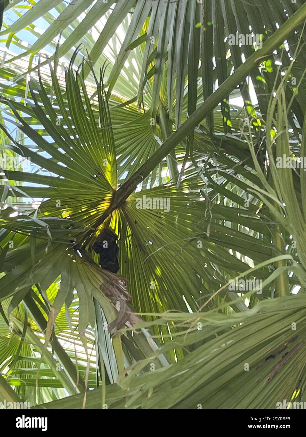 Greater Short-nosed Fruit Bat (Cynopterus sphinx), Mammalia, Hong Kong ...