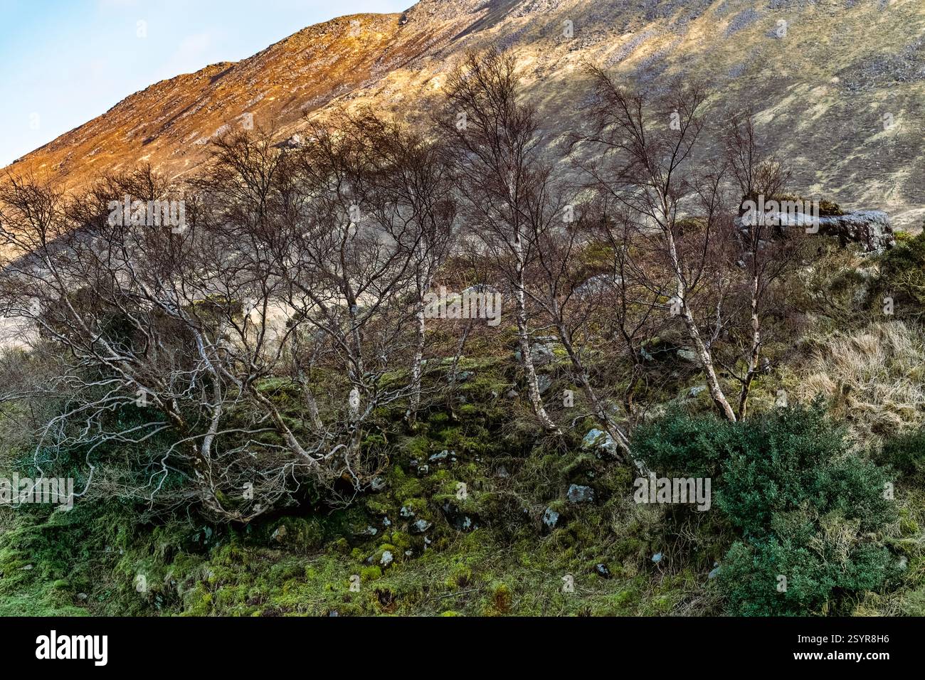Exploring the lush landscapes along the Carrauntoohil walkway in ...