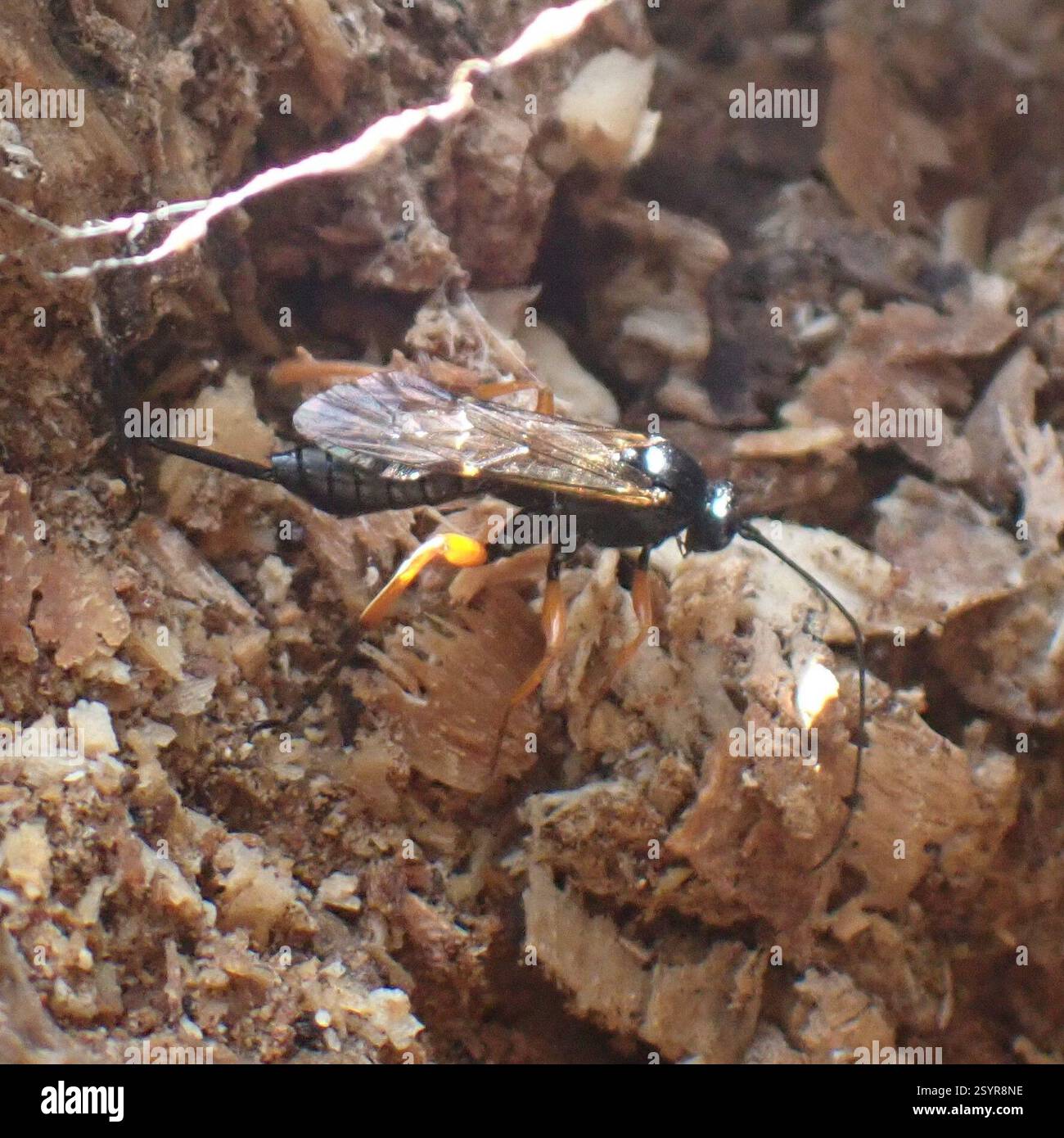 Black Slip Wasp (Pimpla rufipes), Insecta, London SE6, UK Stock Photo ...