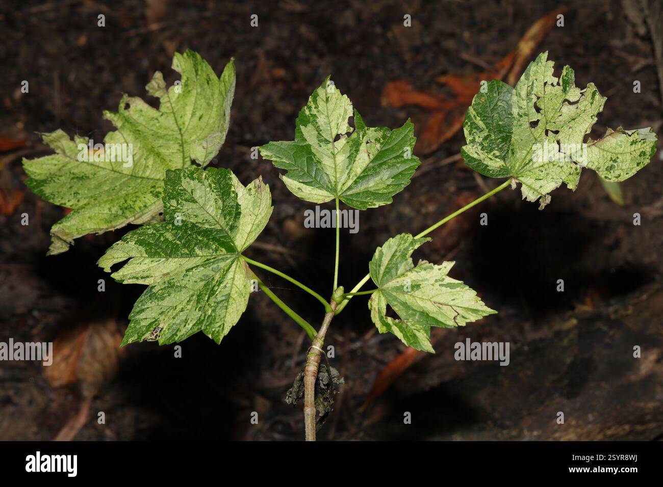 sycamore maple (Acer pseudoplatanus), Plantae, Tawd Valley Park ...