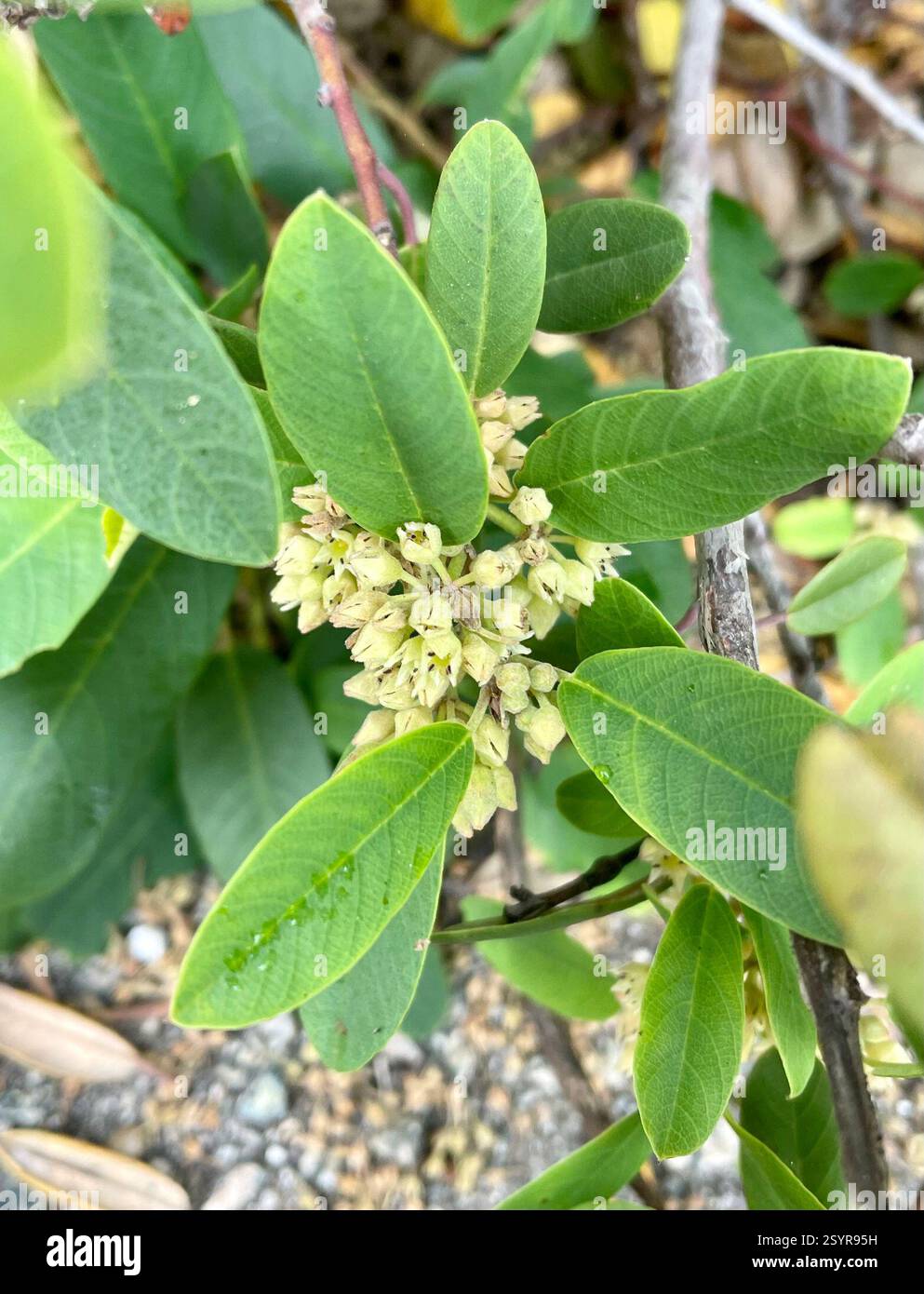 coffeeberry (Frangula californica), Plantae, Watkins Gate Rd, Marina ...