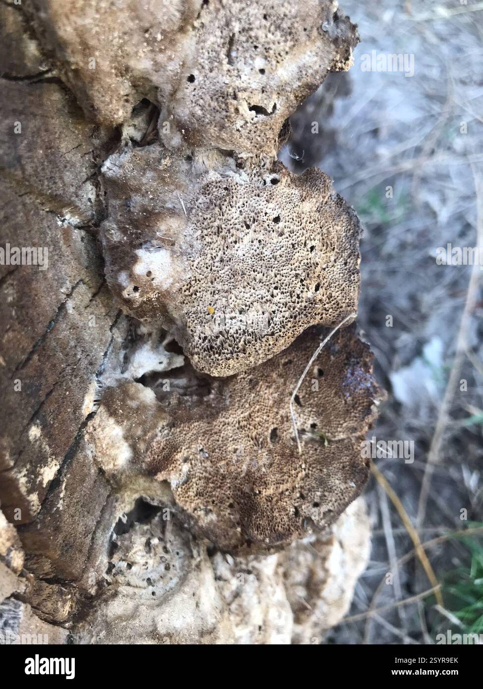 bracket fungi (Polyporaceae), Fungi, Santa Fe de la Vera Cruz, Santa Fe ...