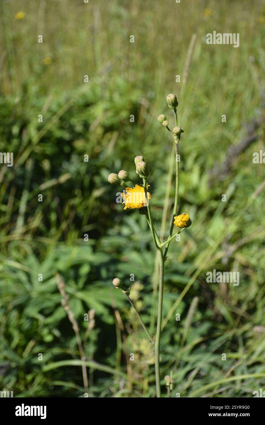 Smooth Field Sowthistle (Sonchus arvensis uliginosus), Plantae, Паршово ...