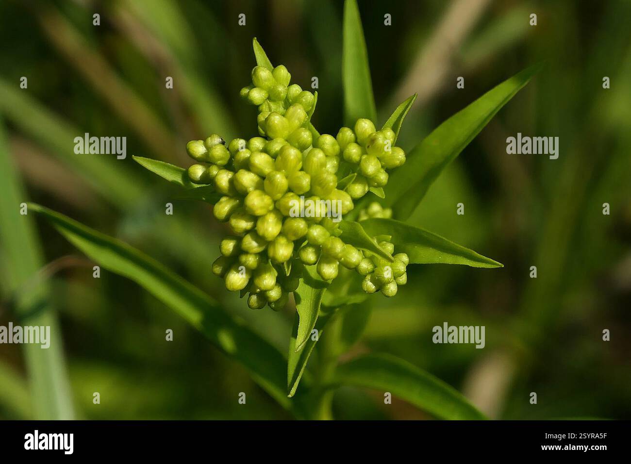 Riddell's goldenrod (Solidago riddellii), Plantae, Erie County, OH, USA ...