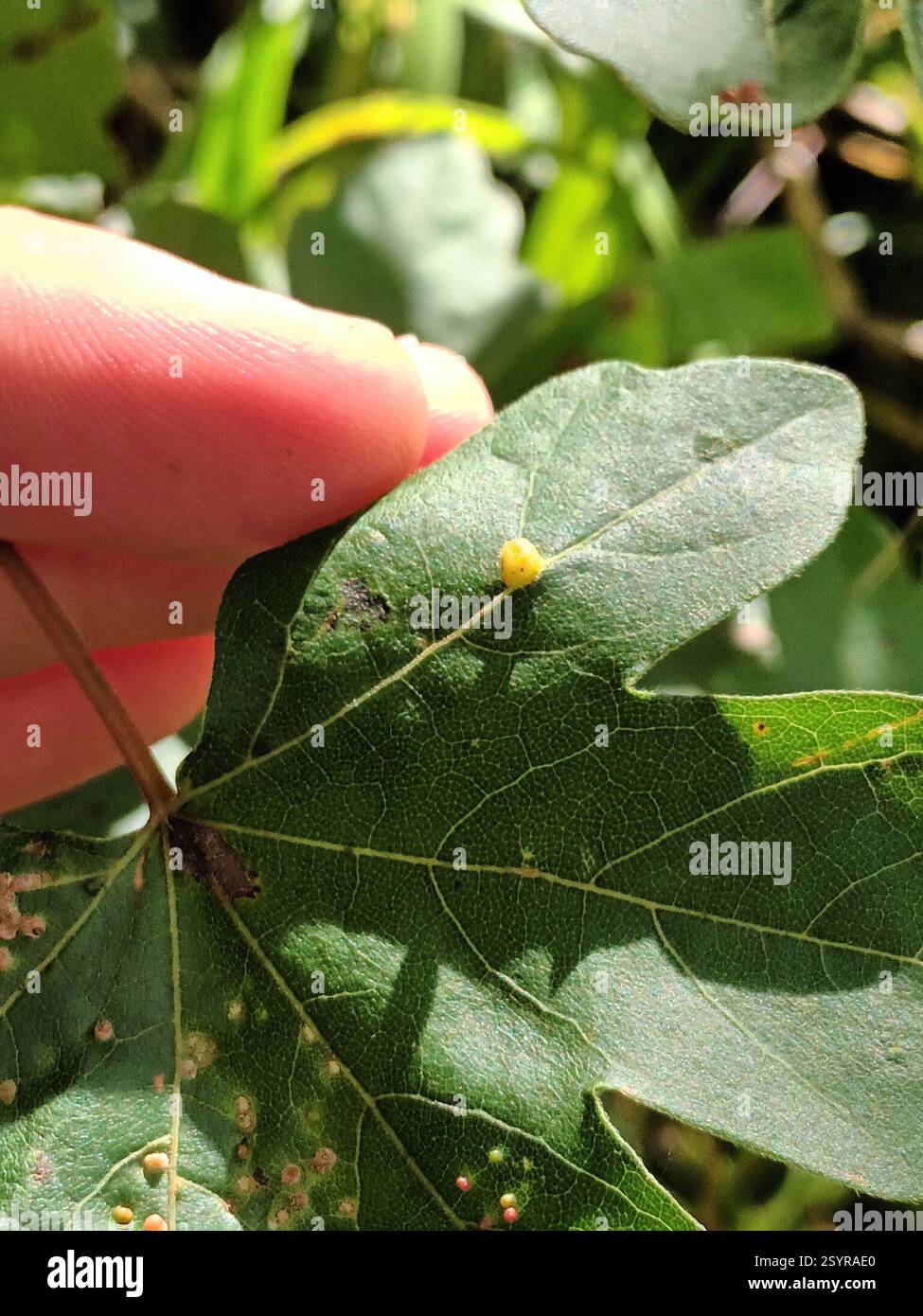 solitary maple leaf gall mite (Aceria macrochela), Arachnida, Devon, UK ...