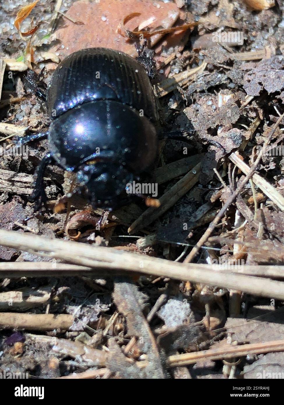 Baly's Earth-boring Beetle (Geotrupes balyi), Insecta, Pictured Rocks ...
