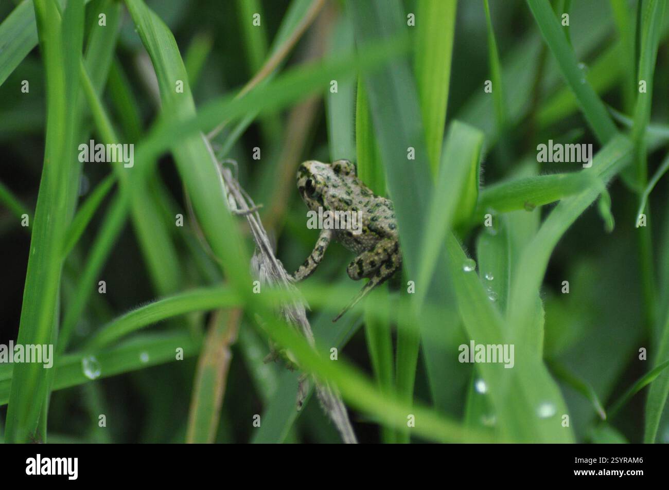 Common Parsley Frog (Pelodytes punctatus), Amphibia, 50290 Bréhal ...
