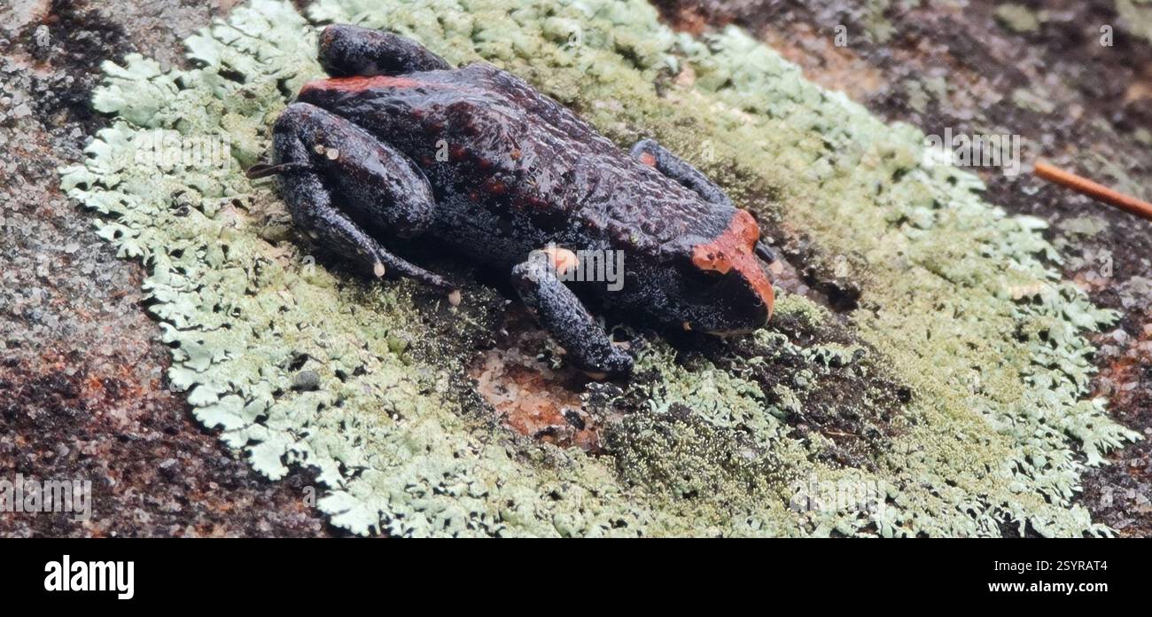 Red-crowned Toadlet (Pseudophryne australis), Amphibia, New South Wales ...