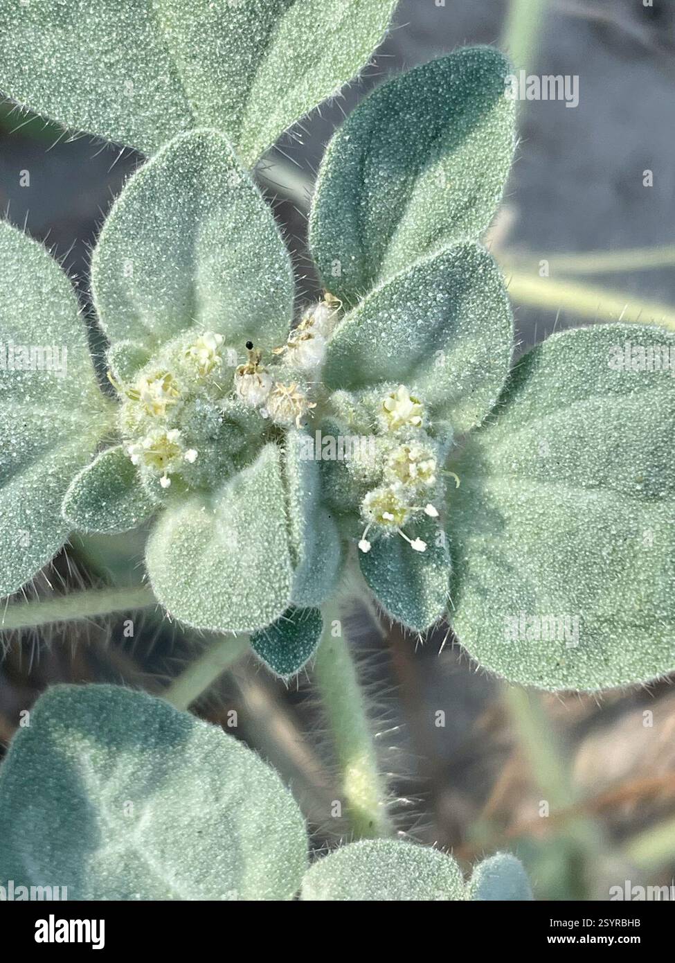 Forming low mats hi-res stock photography and images - Alamy