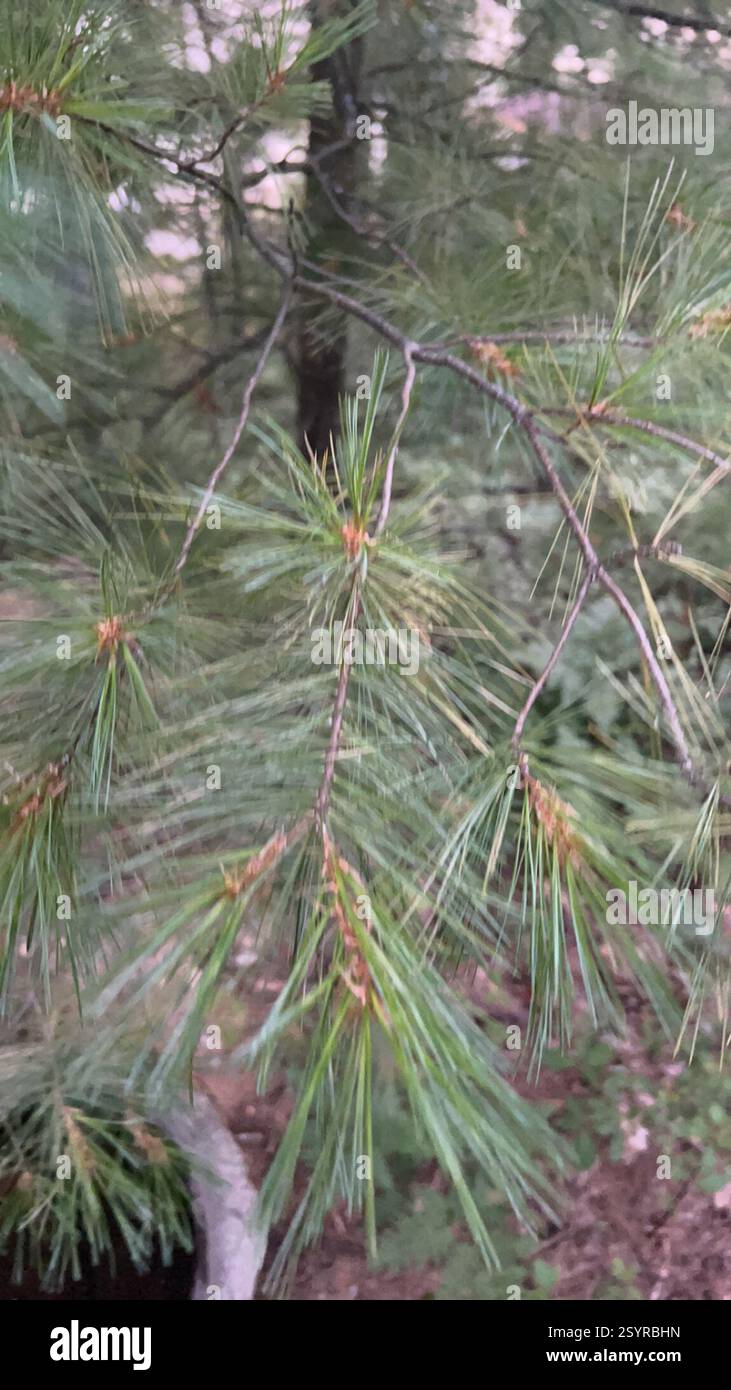 eastern white pine (Pinus strobus), Plantae, Michigan, US Stock Photo ...