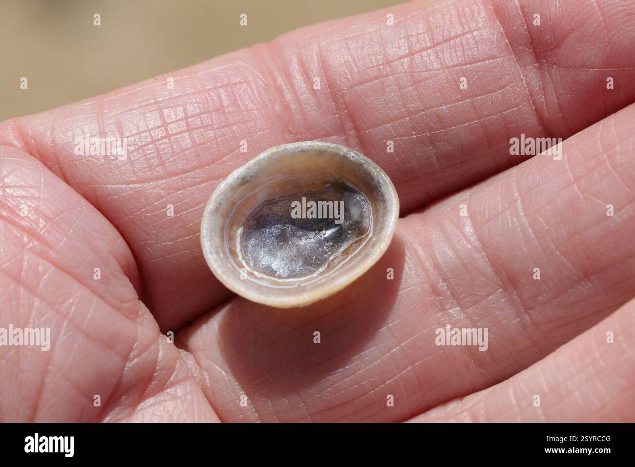 Blue-rayed Limpet (Patella pellucida), Mollusca, Porth Dafarch, Lon ...