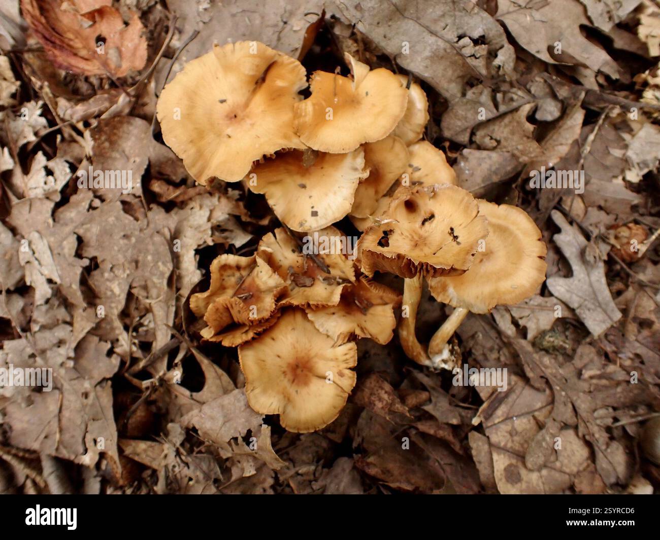 Cortinarius sect. Rubricosi (Rubricosi), Fungi, High Rock Park, New ...