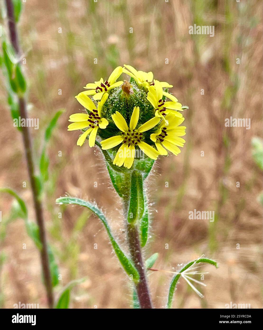 5 ft 6 inches hi-res stock photography and images - Alamy