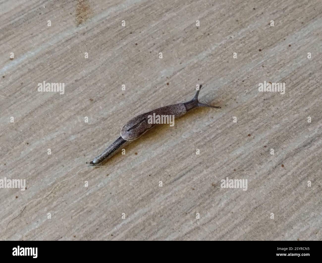 Yellow-shelled semi-slugs (Parmarion), Mollusca, Wongaya Gede, Penebel ...