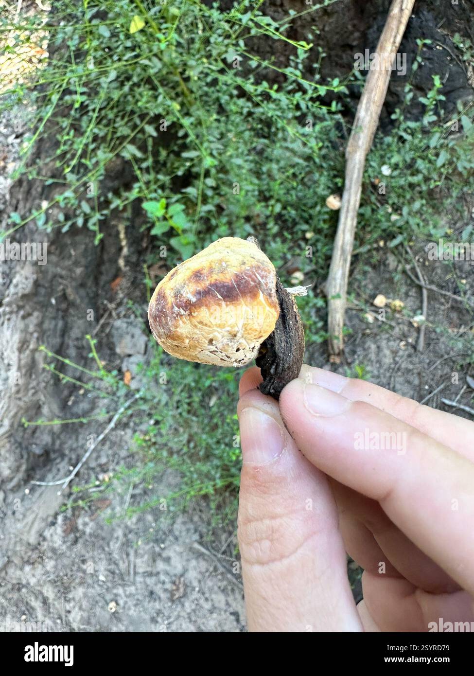 Veiled Polypore (Cryptoporus volvatus), Fungi, Santa Cruz County, CA ...