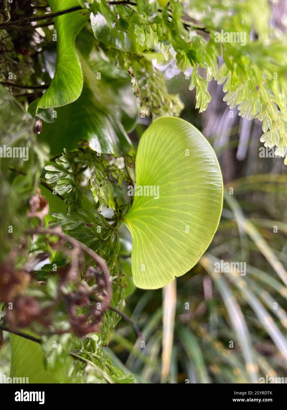 kidney fern (Hymenophyllum nephrophyllum), Plantae, Buller District ...