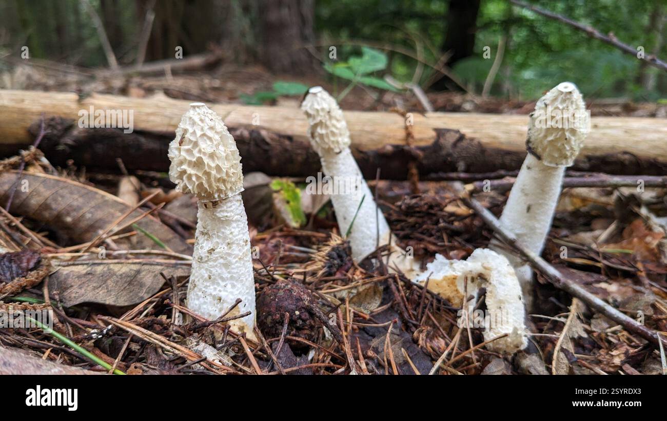 common stinkhorn (Phallus impudicus), Fungi, Bisterne Close, Burley ...