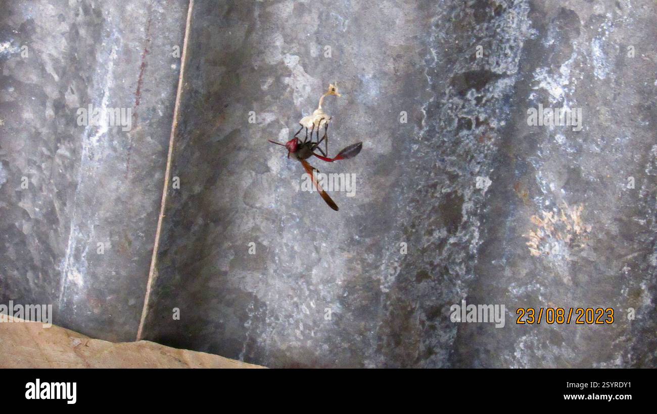 Needle-waisted Paper Wasps (Belonogaster), Insecta, Найваша, Кения ...