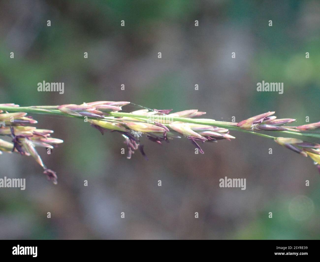 Purple moor grass uk molinia caerulea hi-res stock photography and ...