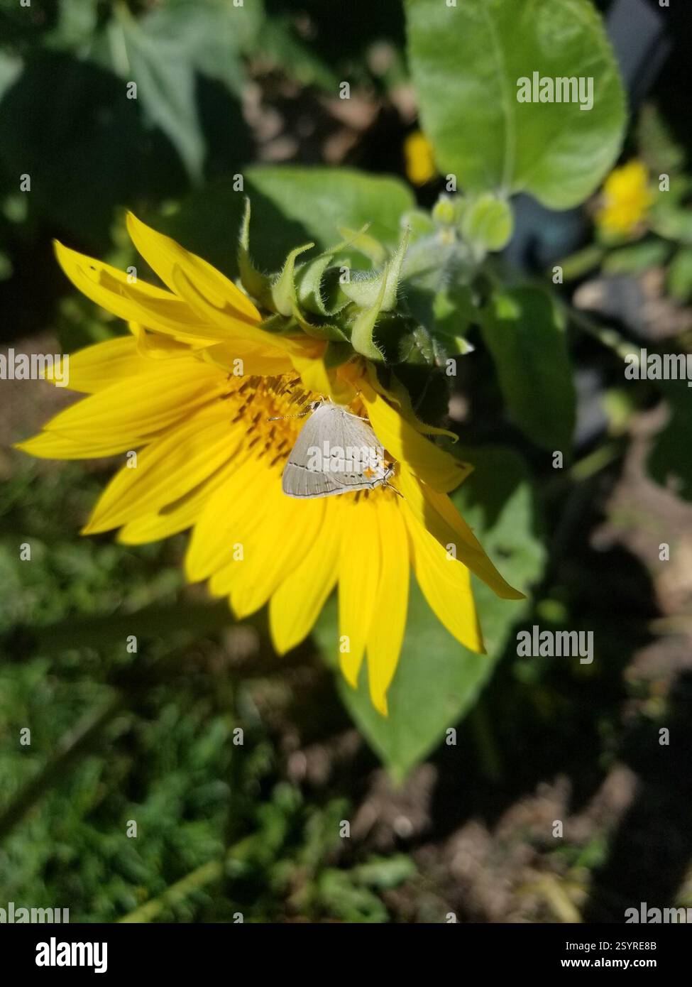 River strymon hi-res stock photography and images - Alamy