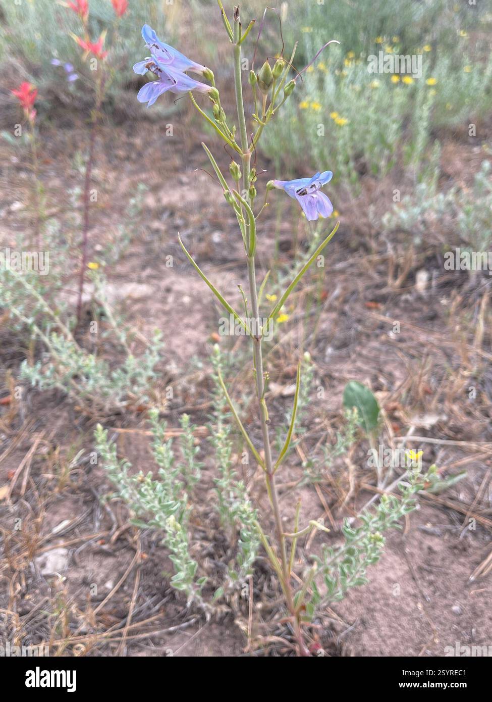 Dusty Beardtongue (Penstemon comarrhenus), Plantae, United States Stock ...