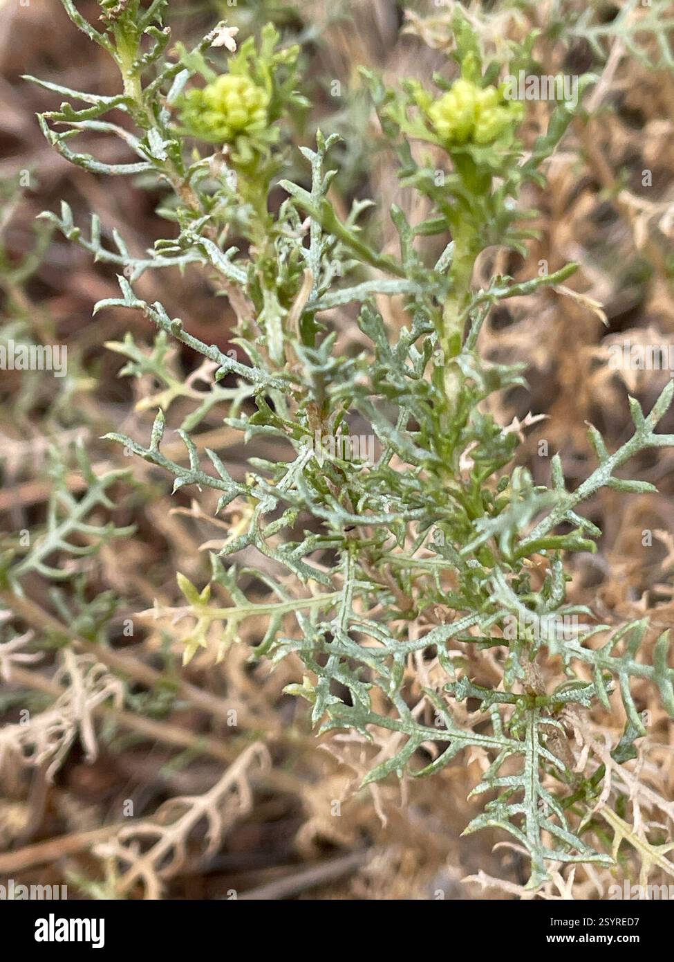 burroweed (Isocoma tenuisecta), Plantae, City of Rocks State Park ...