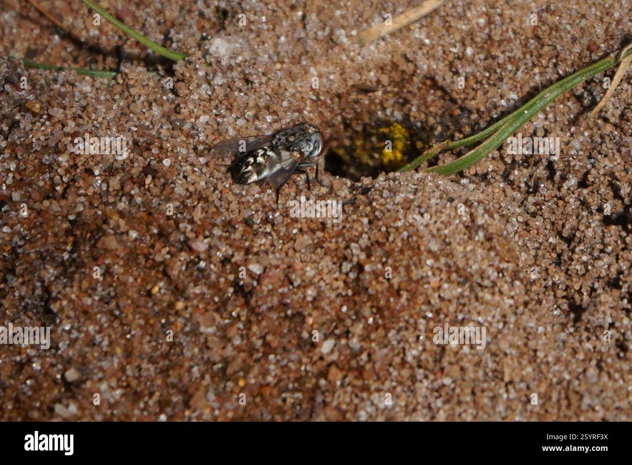 (Miltogramma), Insecta, Liseleje, 3360 Liseleje, Danmark Stock Photo ...