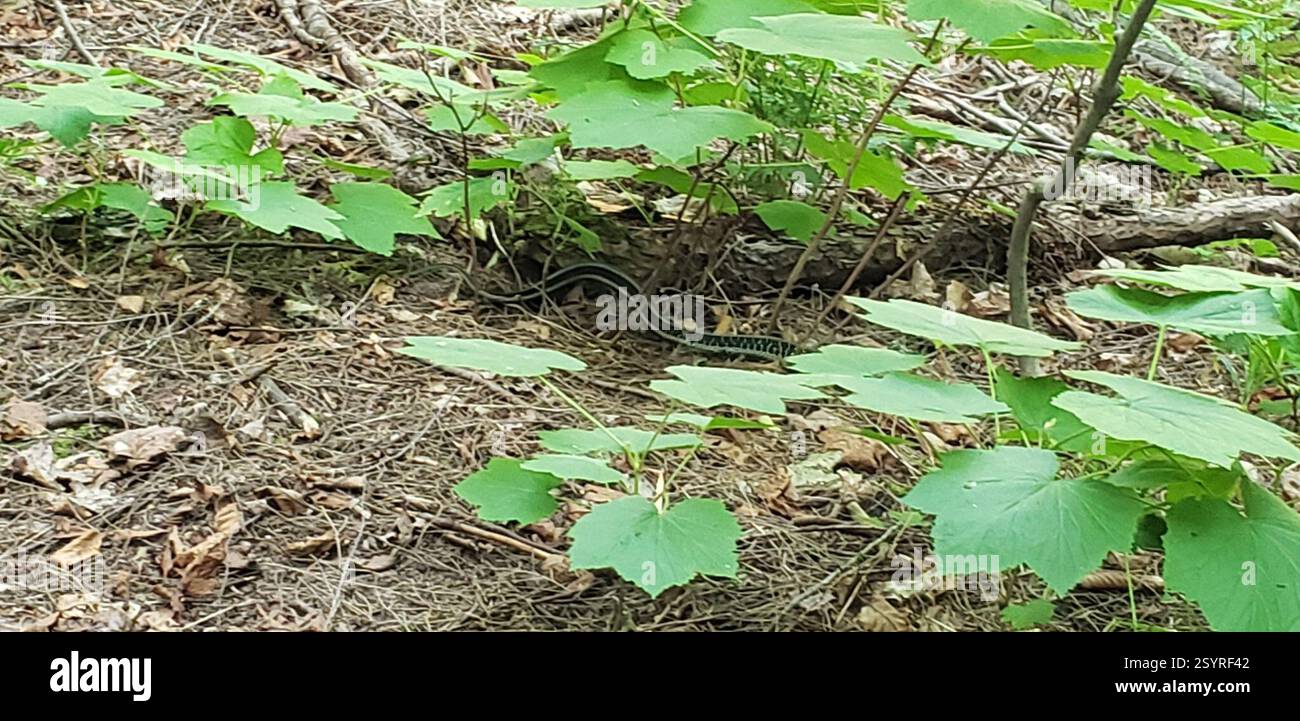Common Garter Snake (Thamnophis sirtalis), Reptilia, Wakefield Township ...
