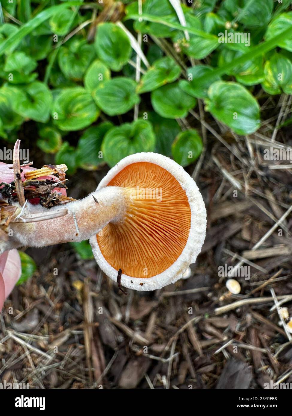 False Chanterelle (Hygrophoropsis aurantiaca), Fungi, Sunset Beach Ln ...