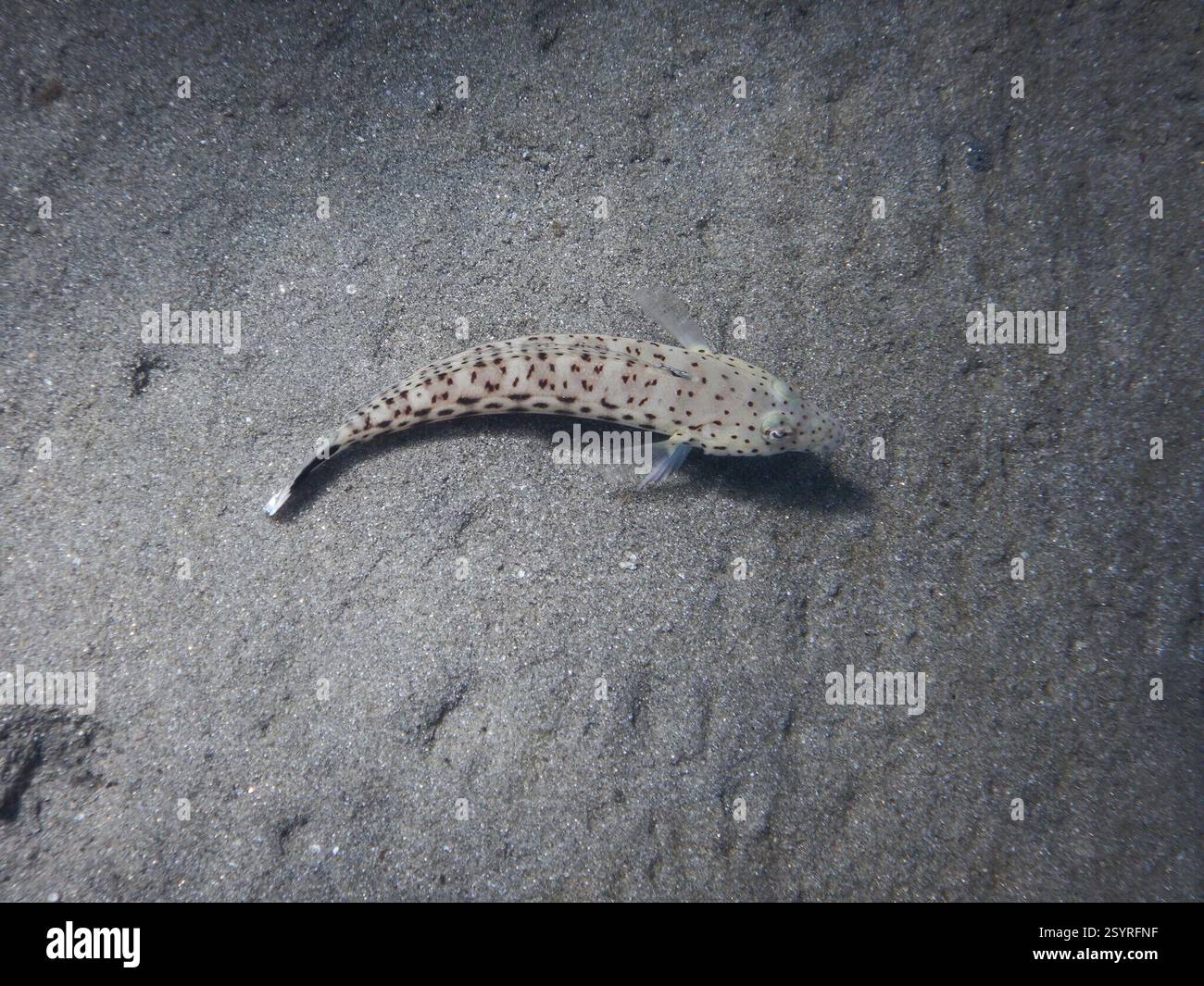 Spotted Sandperch (Parapercis hexophtalma), Actinopterygii, Marsa Alam ...